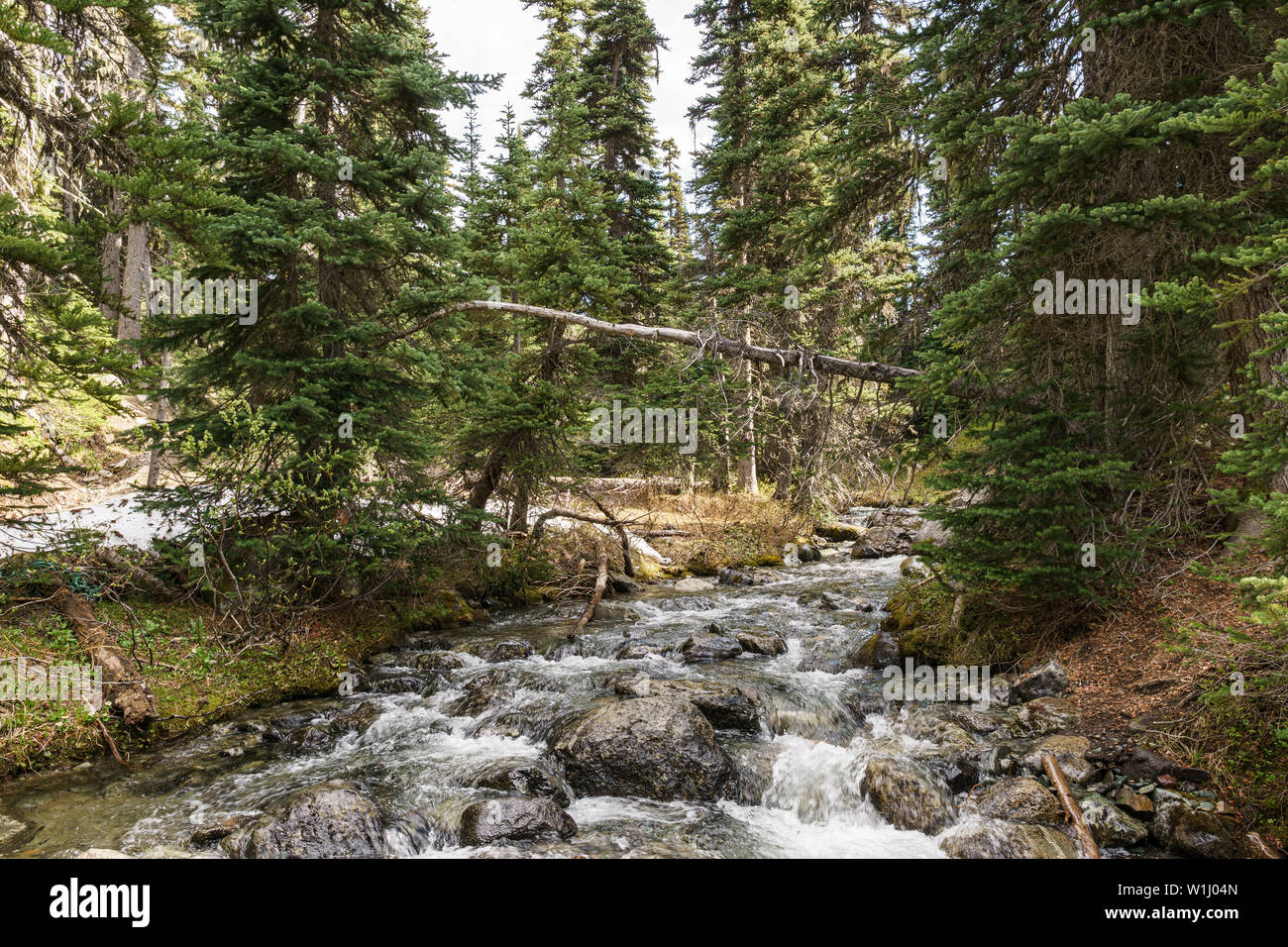 fast mountain stream at summer time in in garibaldi provincial park ...
