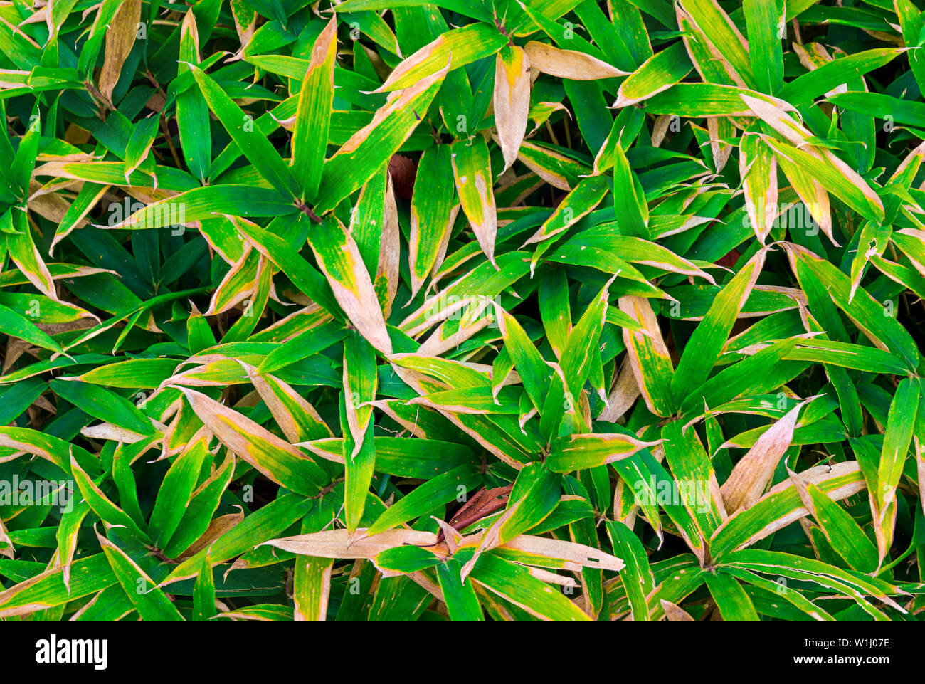 Empty land and forests hi-res stock photography and images - Alamy