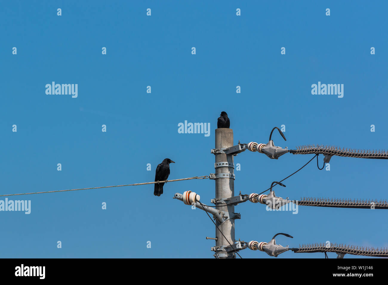 Crows on electrical wires against blue cloudless sky Stock Photo - Alamy