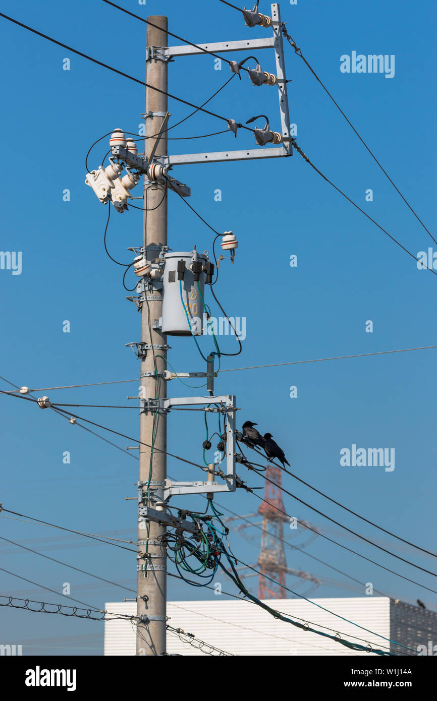 Crows on electrical wires against blue cloudless sky Stock Photo - Alamy