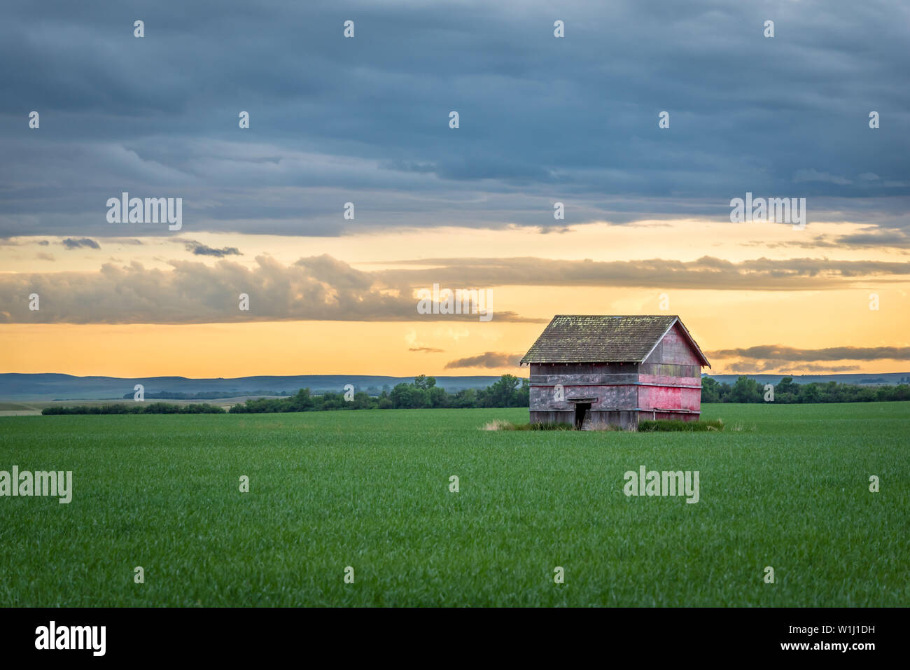 Vintage red barn with bullet holes in a wheat field at sunset in ...