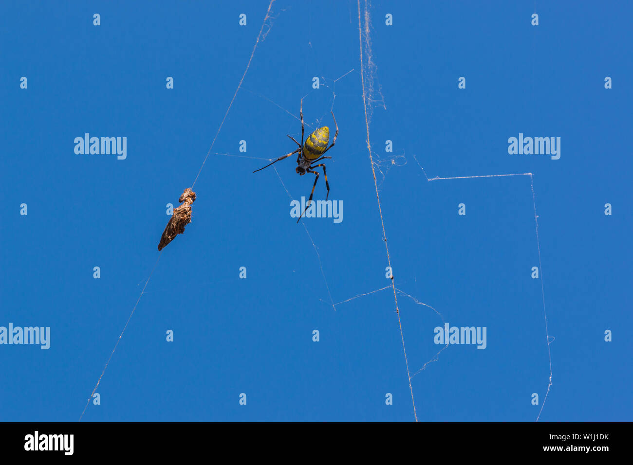 Mini spider hi-res stock photography and images - Alamy