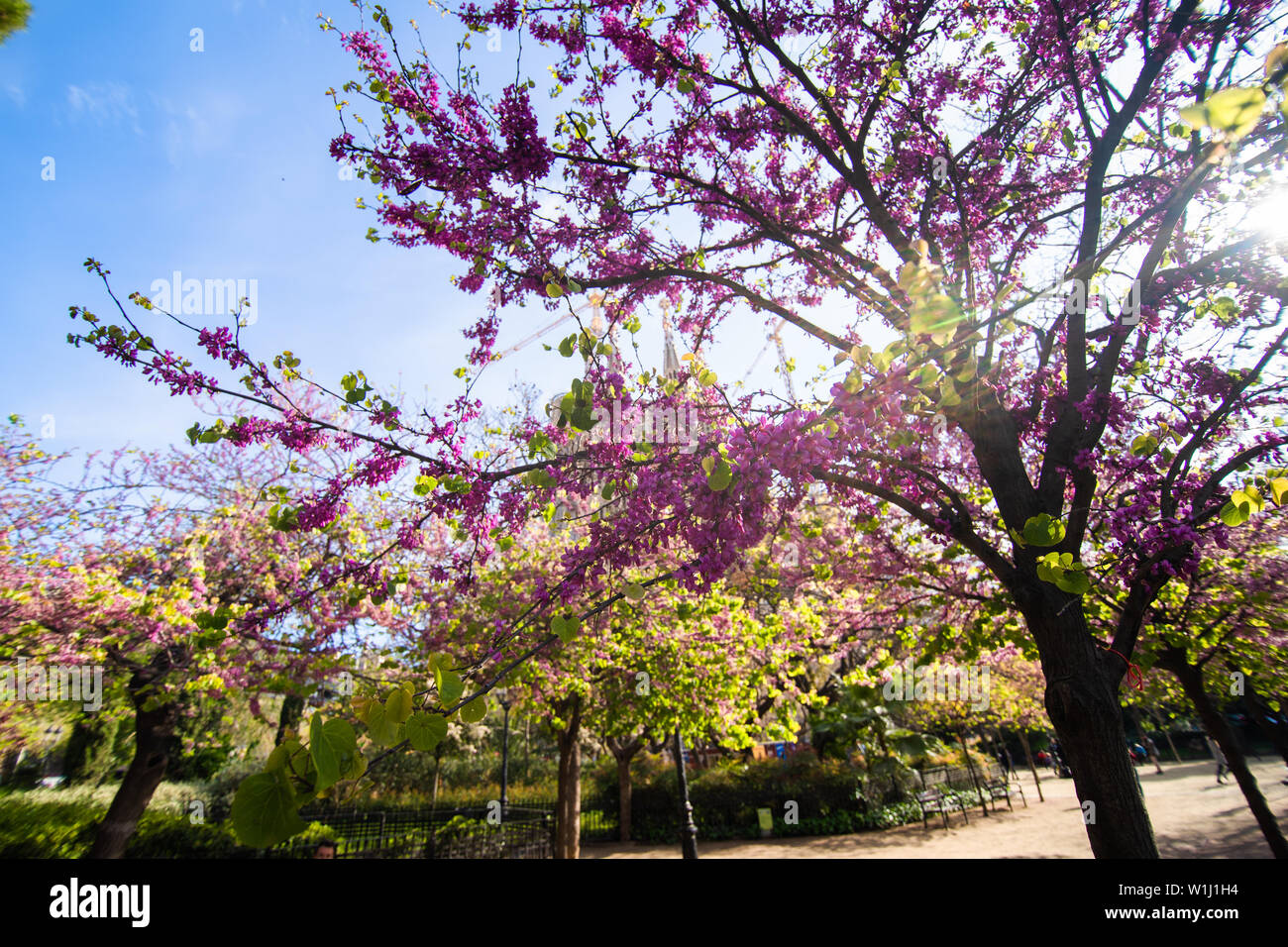 blooming cherry tree with pink flowers at lake with sandy bottom near ...