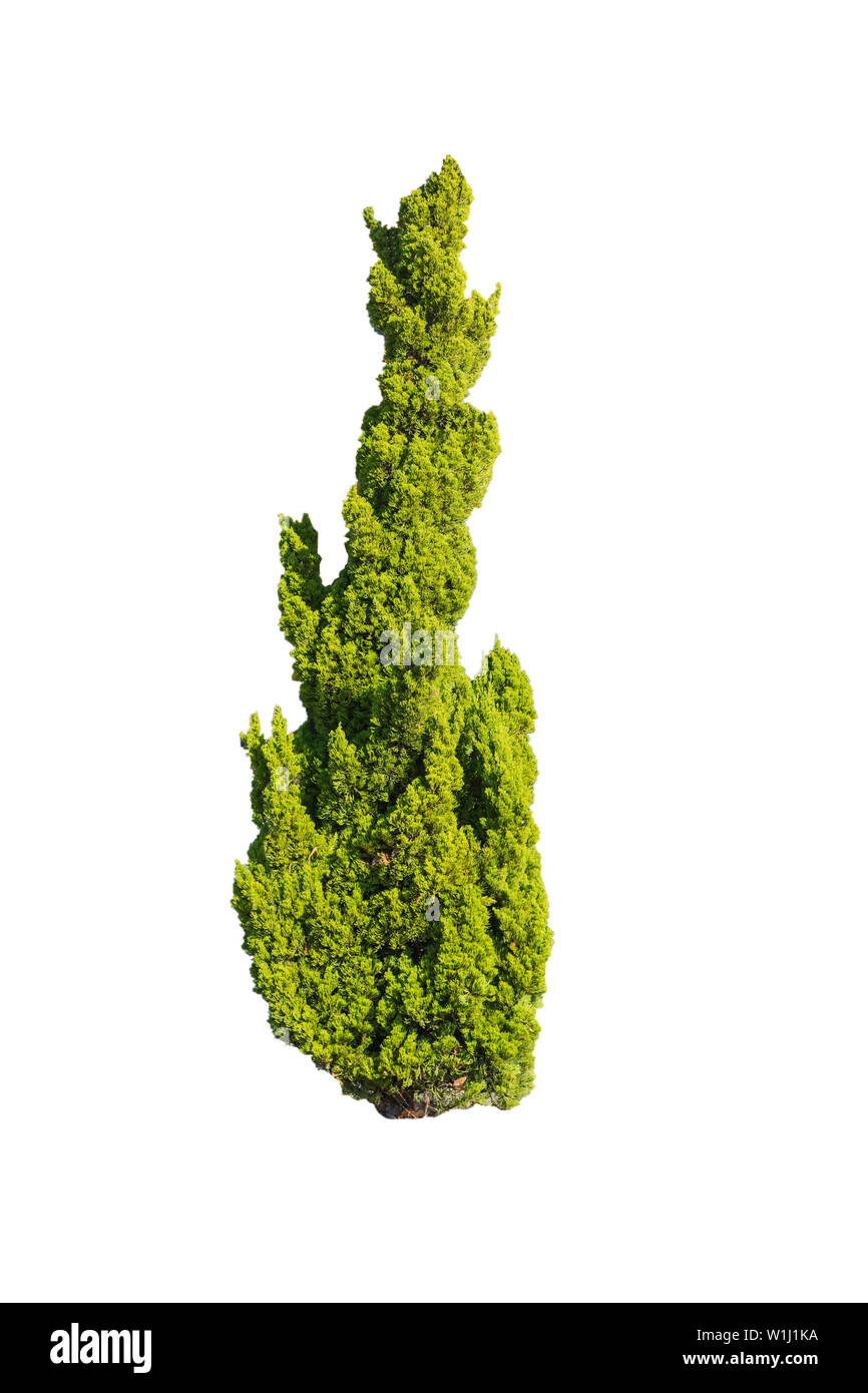 Pine bush tree lush isolated on white background Stock Photo - Alamy