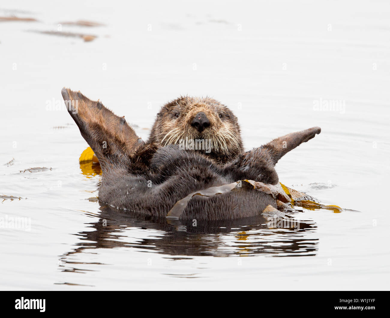 Sea Otter in Yoga position Stock Photo - Alamy