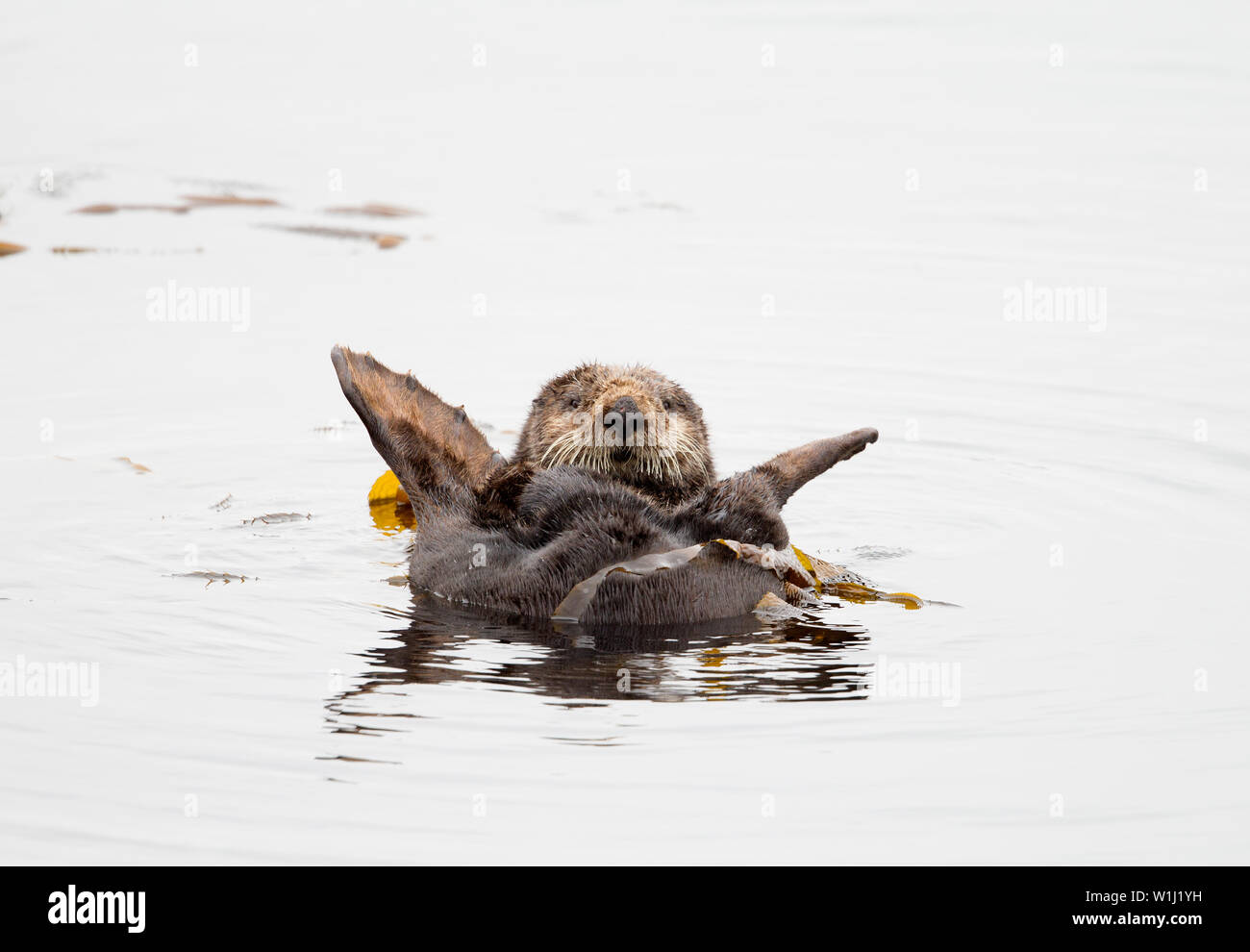 Sea Otter in Yoga position Stock Photo - Alamy