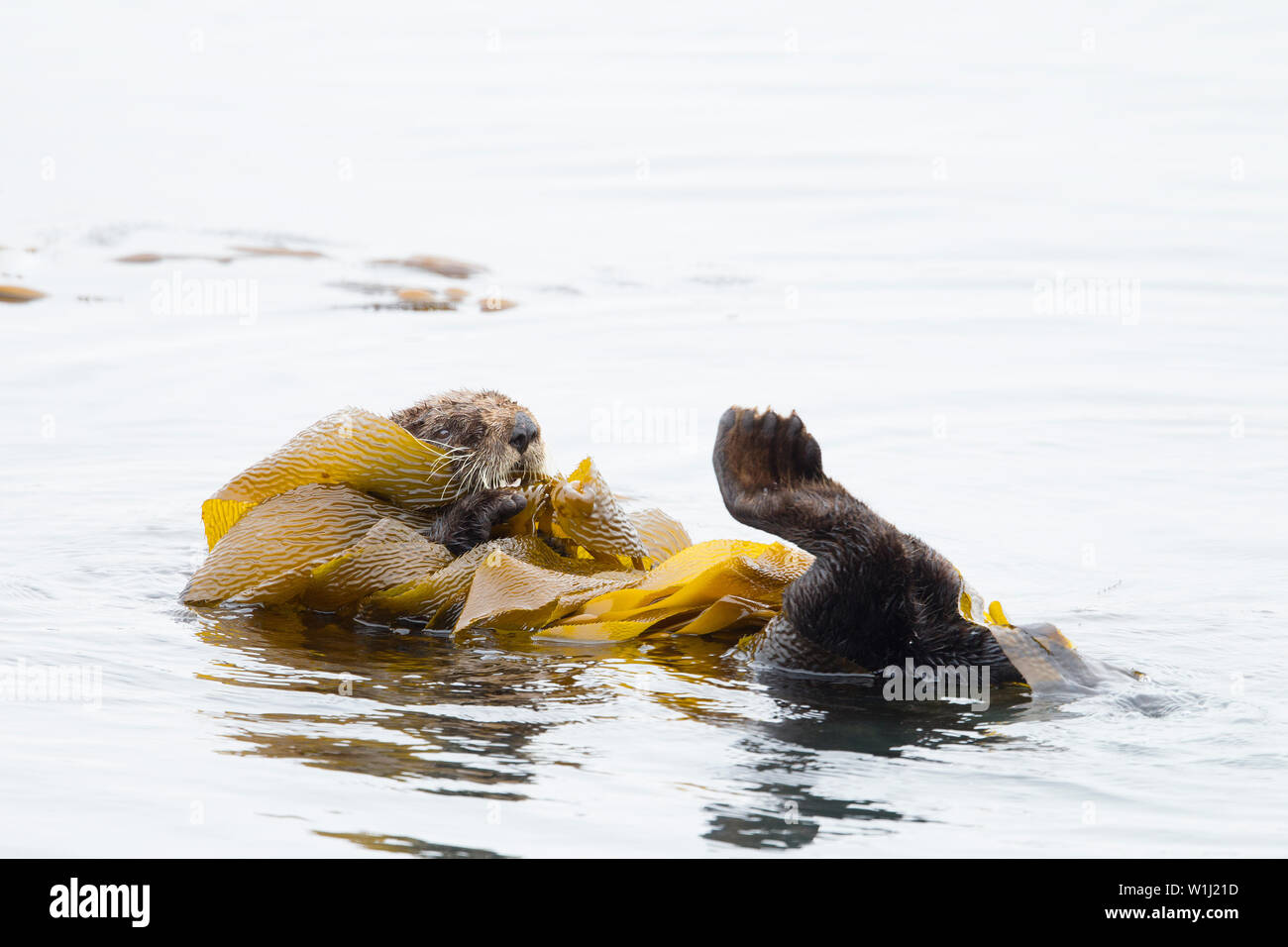 Sea Otter Wrapped in Kelp Stock Photo - Alamy