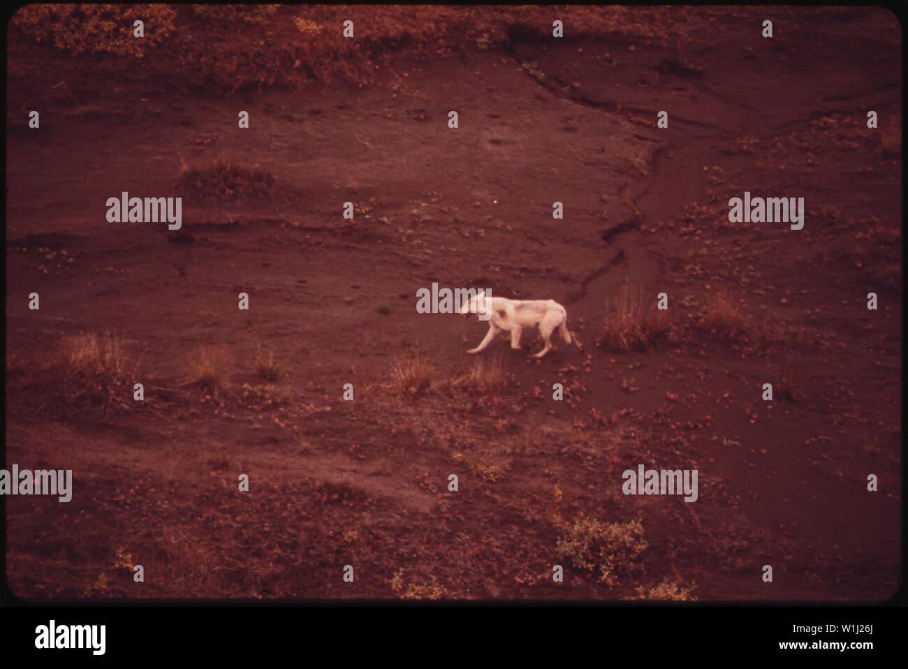 Wolf caribou hi-res stock photography and images - Alamy