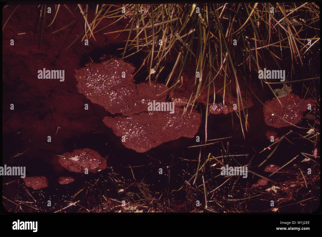 SLUDGE DEPOSITS IN THE ANDROSCOGGIN RIVER, SEEN FROM THE BRIDGE AT ...