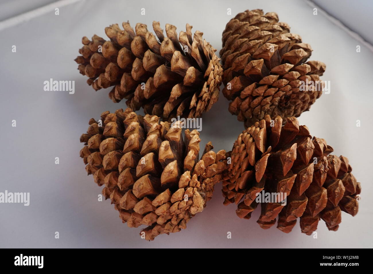 Four pine cones on a white background Stock Photo - Alamy