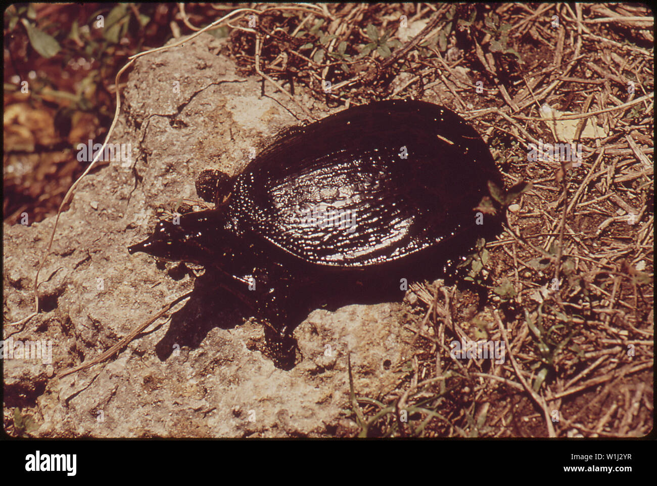 SOFT SHELL TURTLE Stock Photo - Alamy