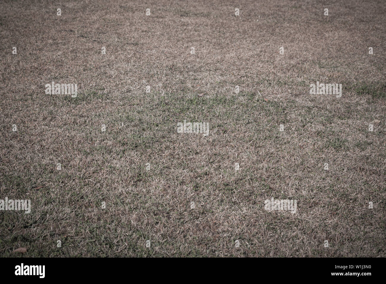 green grass and dry grass, dimmed tone Stock Photo - Alamy