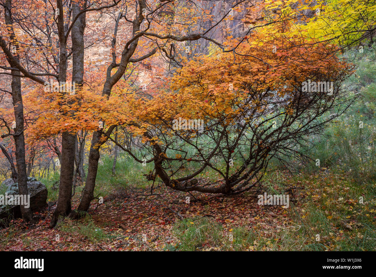 Fall foliage along virgin river hi-res stock photography and images - Alamy