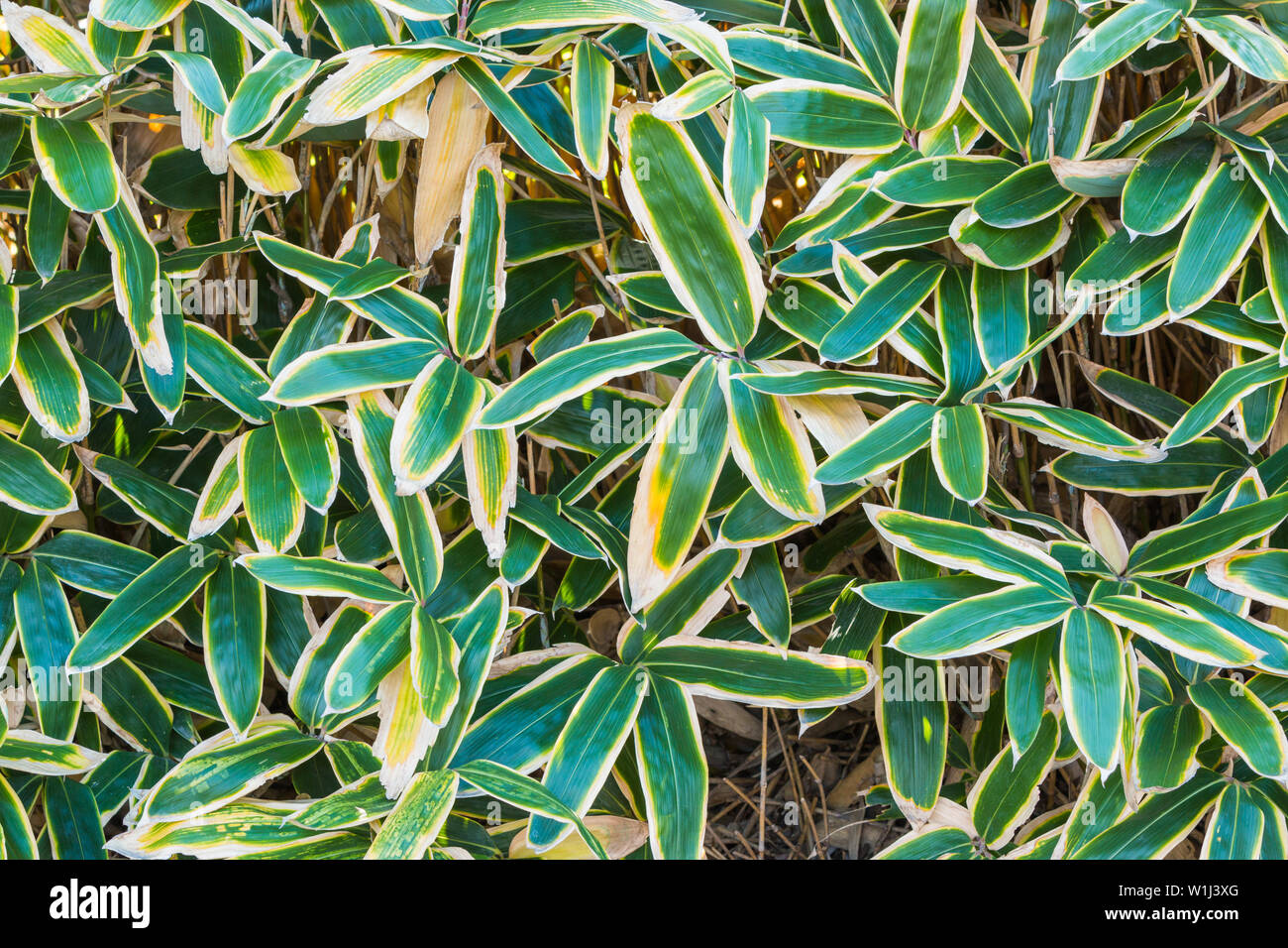 Texture Green grass with large leaves Stock Photo - Alamy