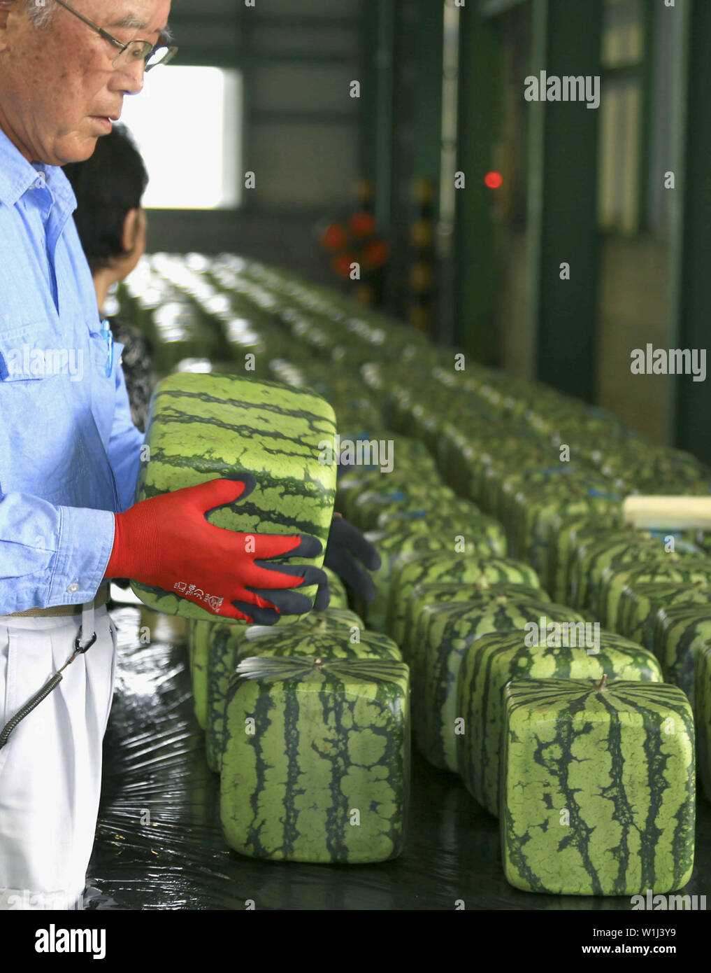 Workers prepare to ship cube-shaped watermelons in Zentsuji in Kagawa ...