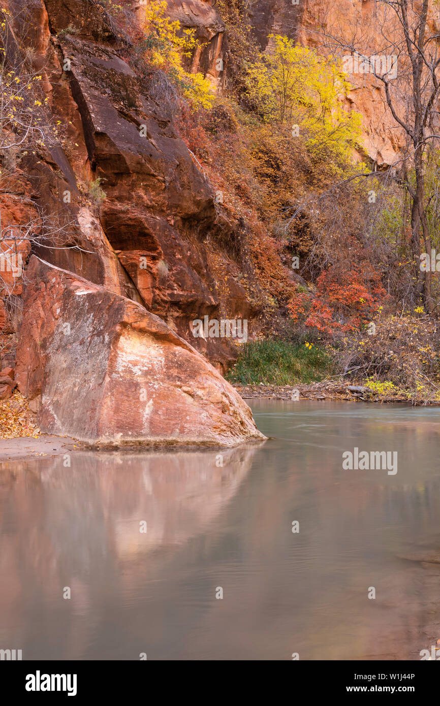 Autumn foliage along the Virgin River in Zion Canyon, Zion National ...