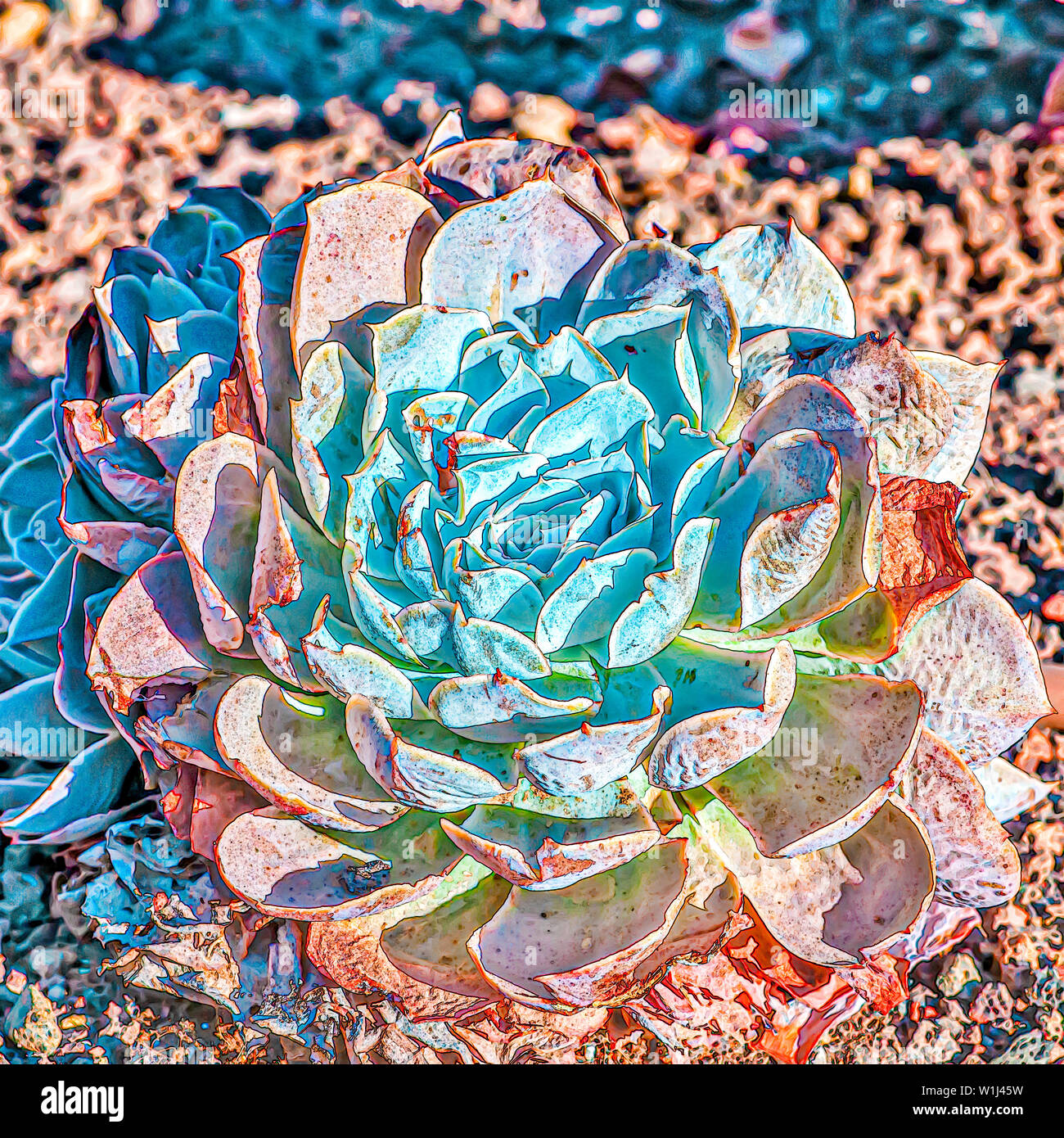 Pacific Blue Ice Sempervivum (houseleek) in a Cactus and succulent ...