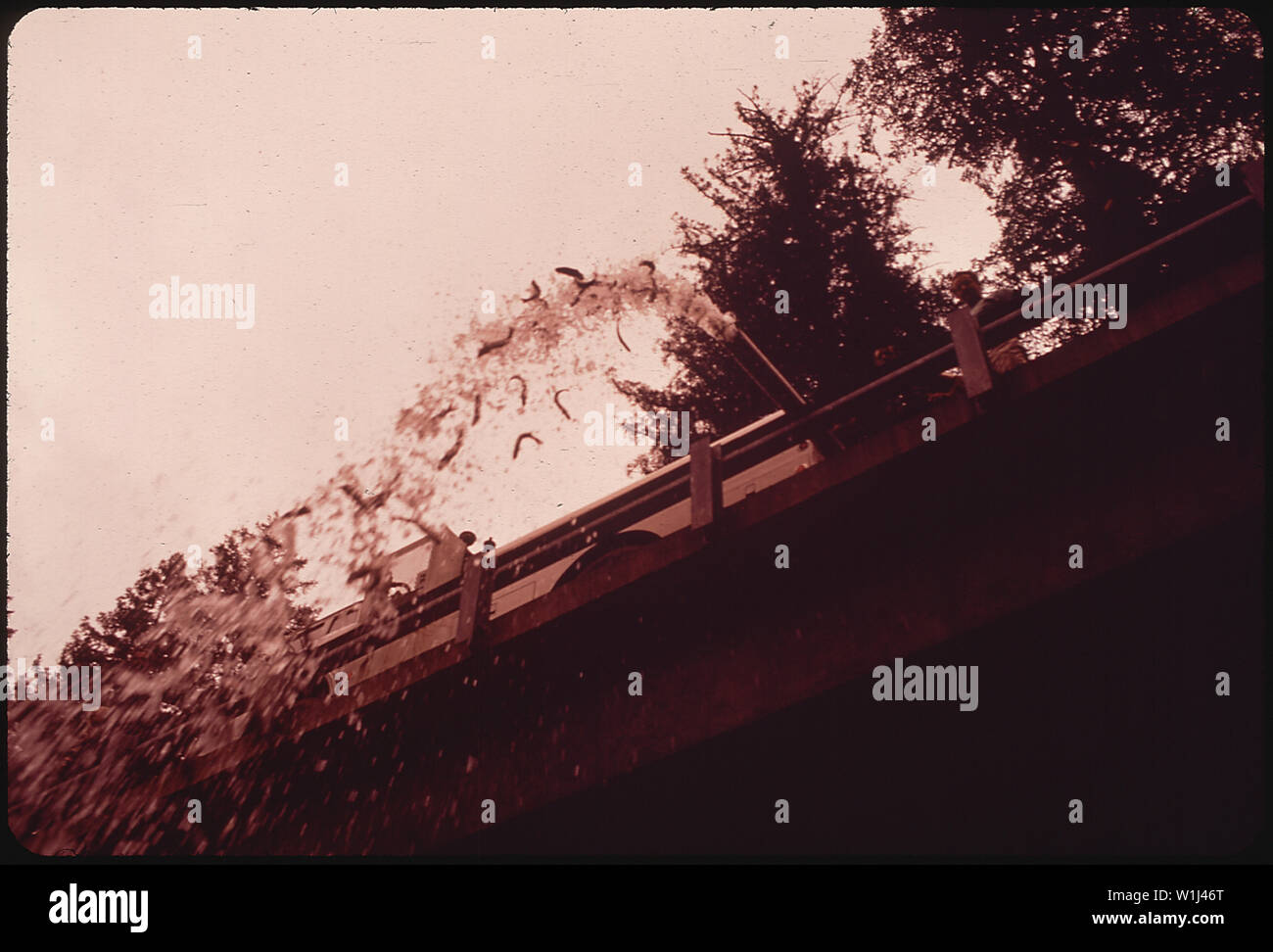 STOCKING THE RIVER WITH 8000 EIGHT-INCH STEELHEAD. THE FISH FRESH FROM ...