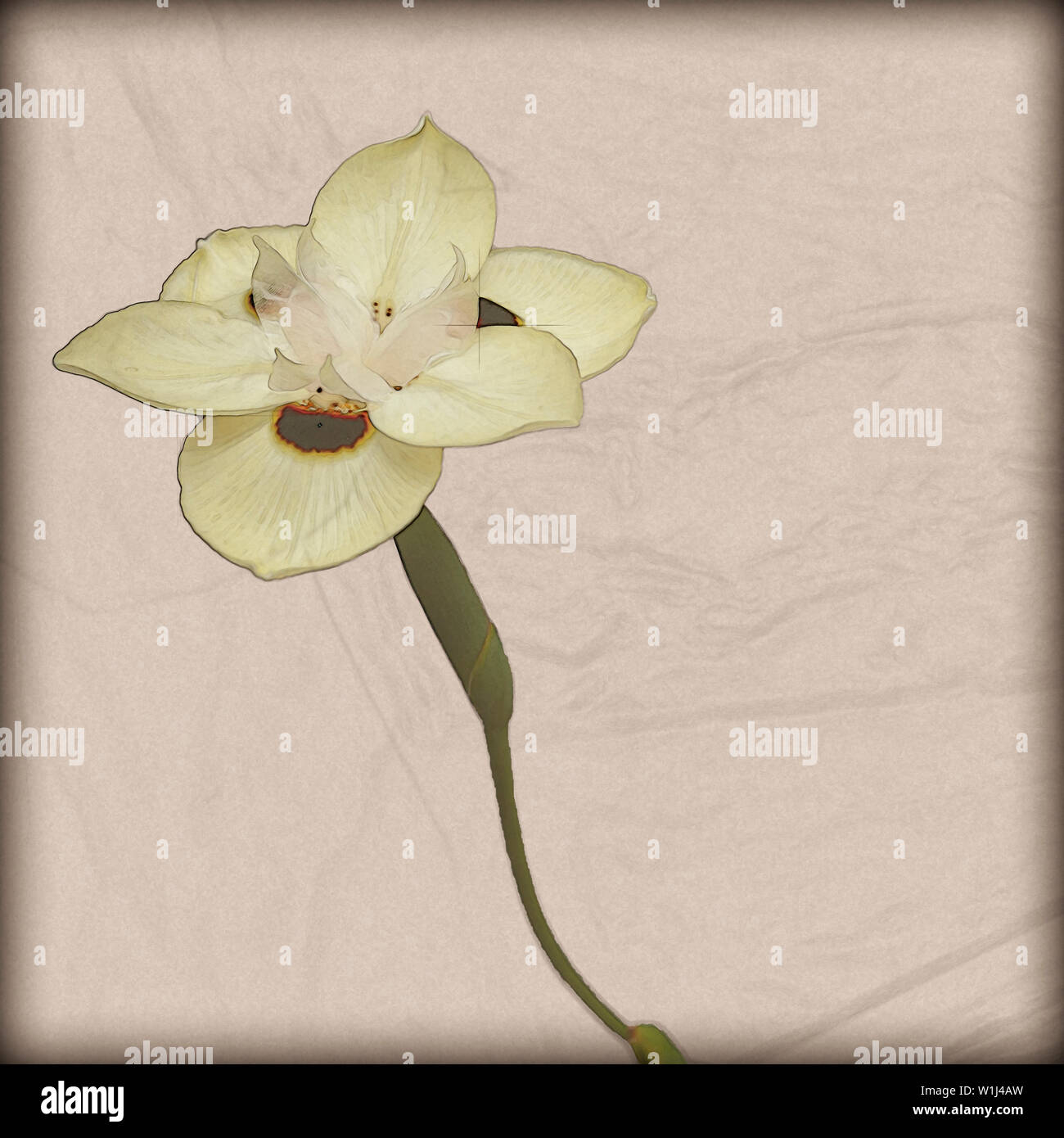Digitally enhanced image Dietes bicolor (variously known as African ...