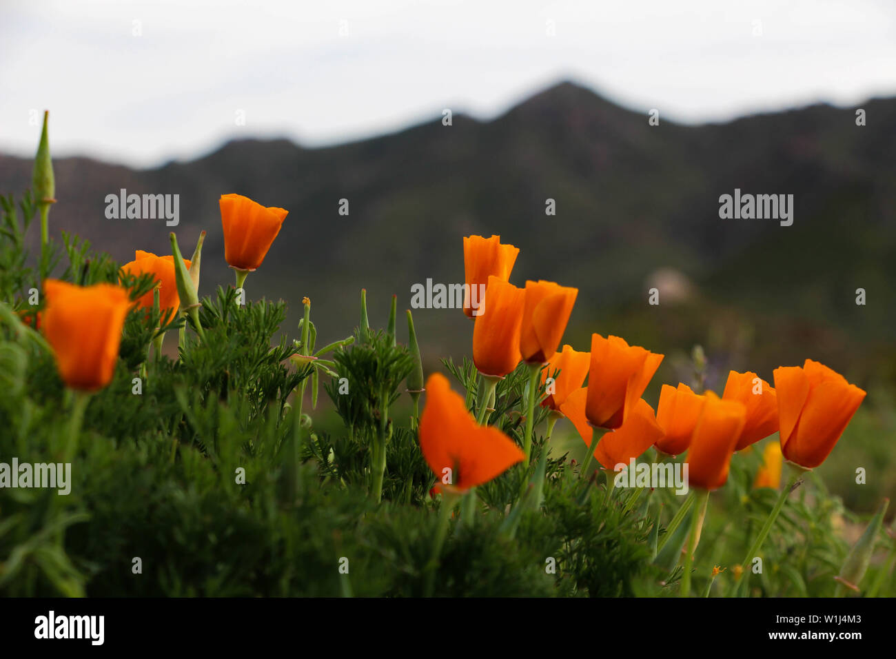 Arizona wildflowers hi-res stock photography and images - Alamy