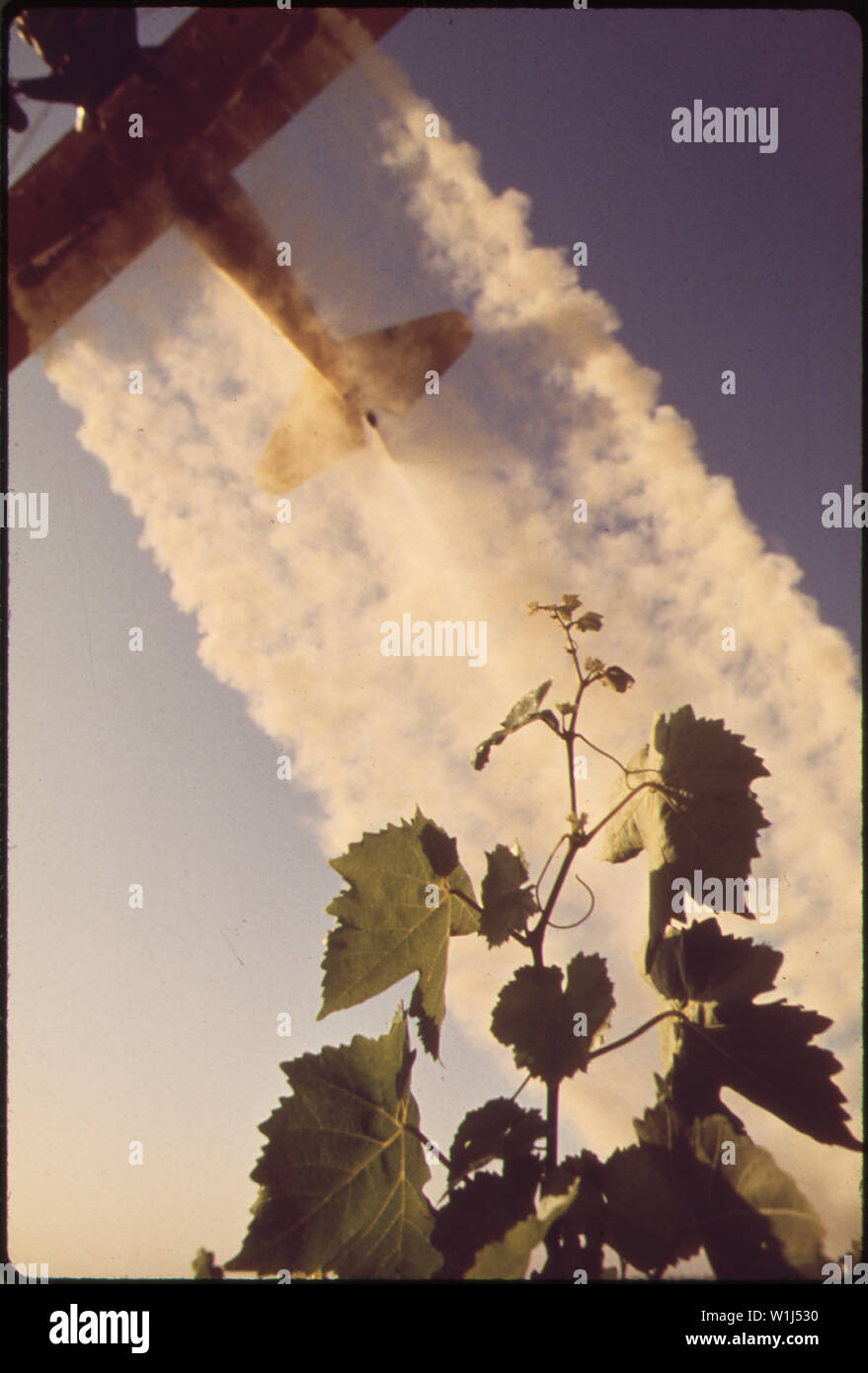 Sulfur dusting hi-res stock photography and images - Alamy