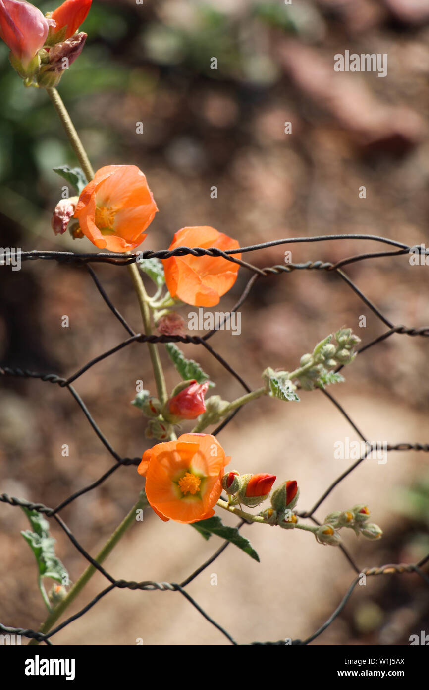 Chicken wire flowers hi-res stock photography and images - Alamy