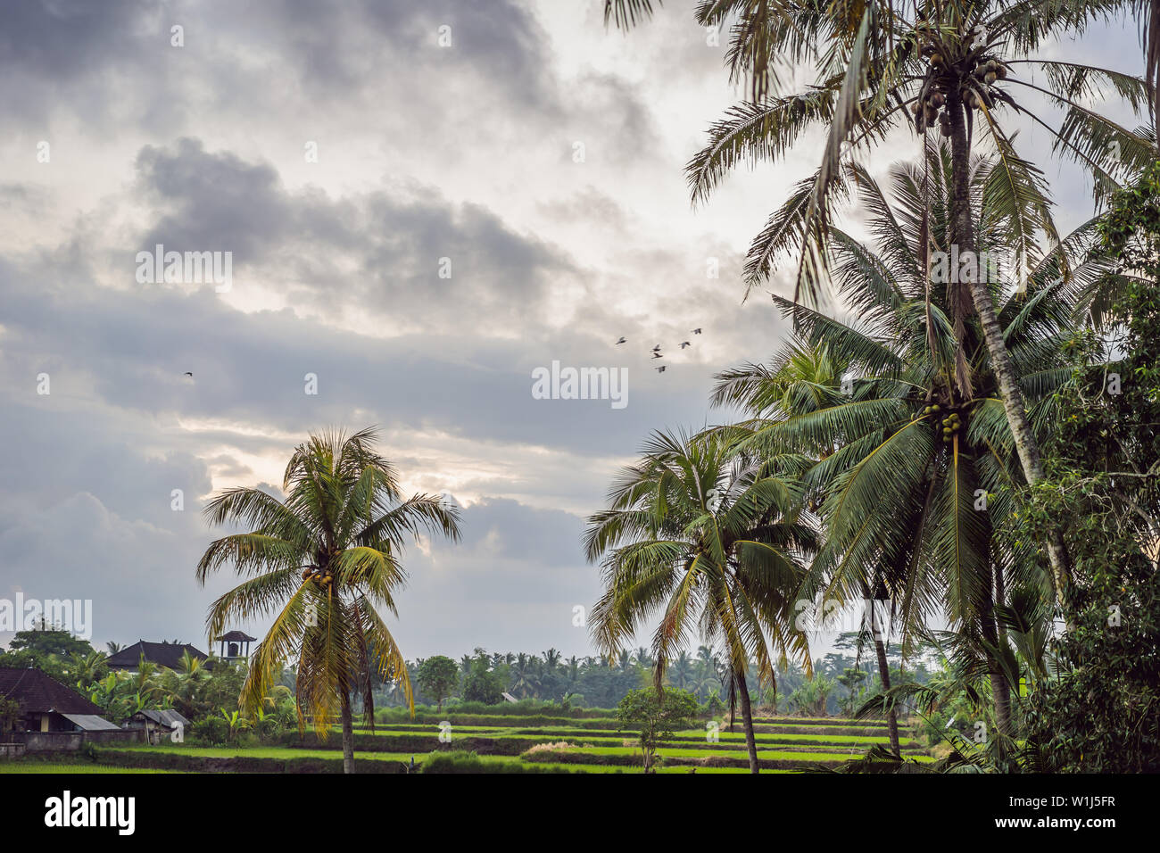 Birds flying over rice field hi-res stock photography and images - Alamy