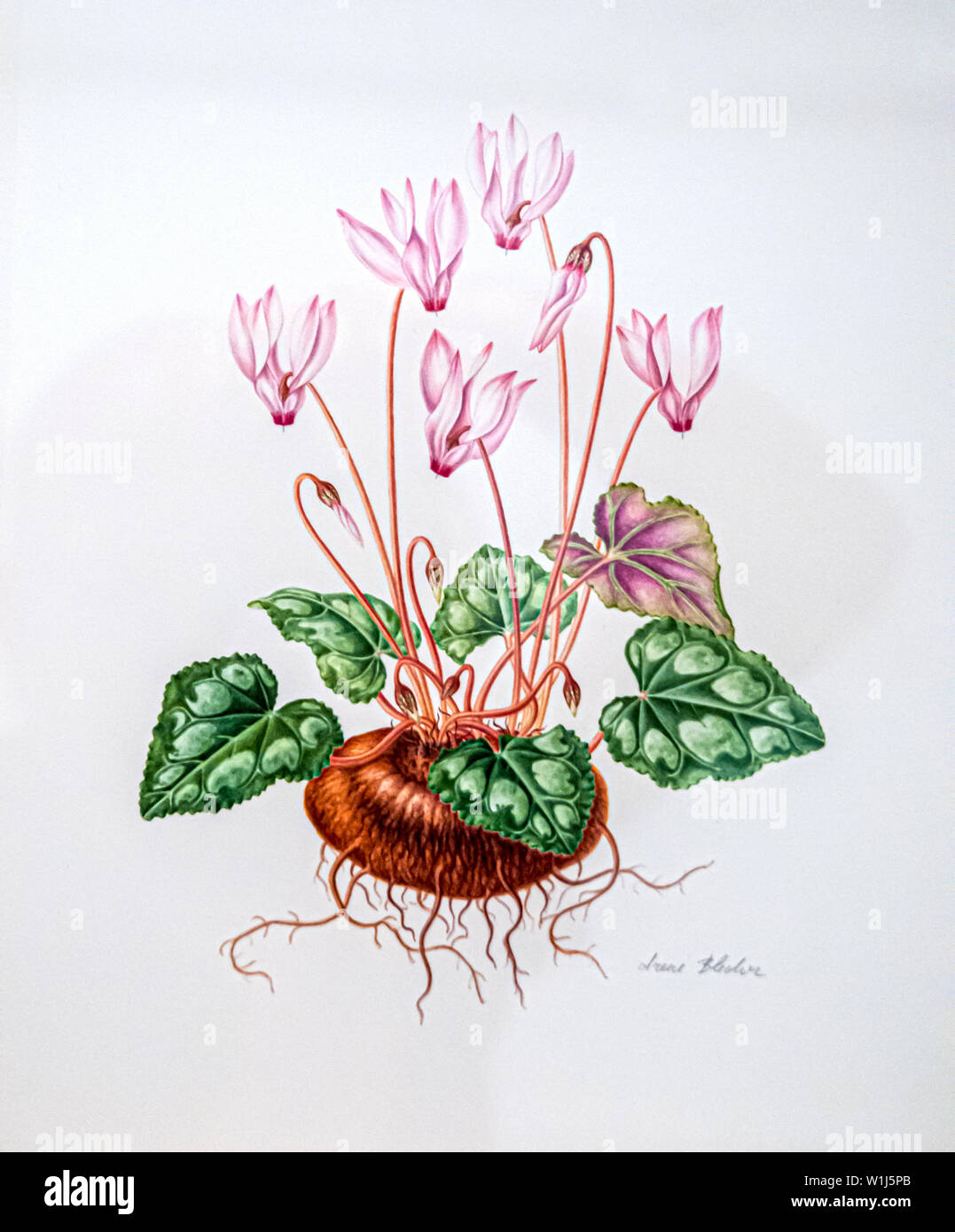 Cyclamen drawing hi-res stock photography and images - Alamy