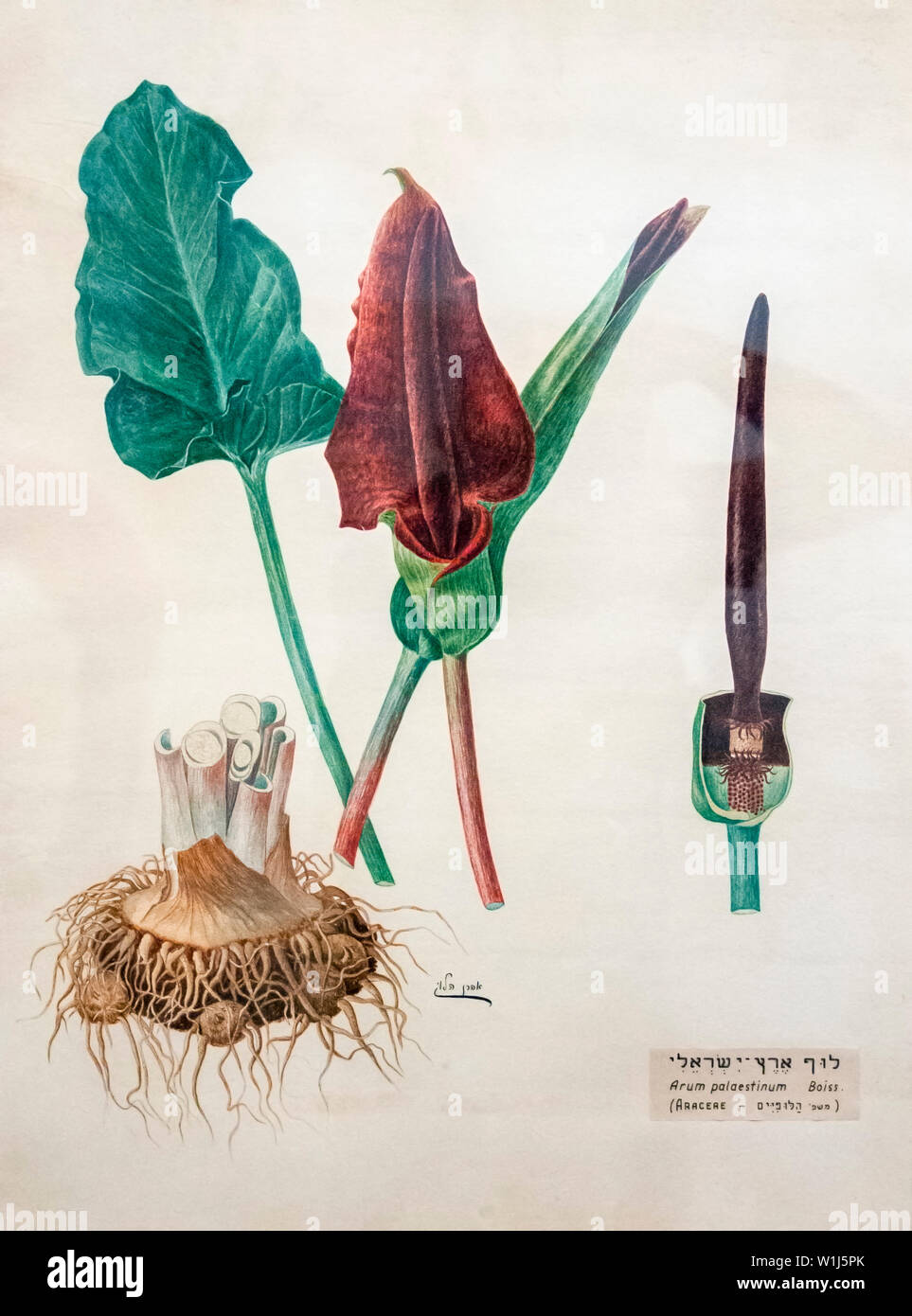 Hand drawn and painted botanic study of Palestine Arum (Arum ...