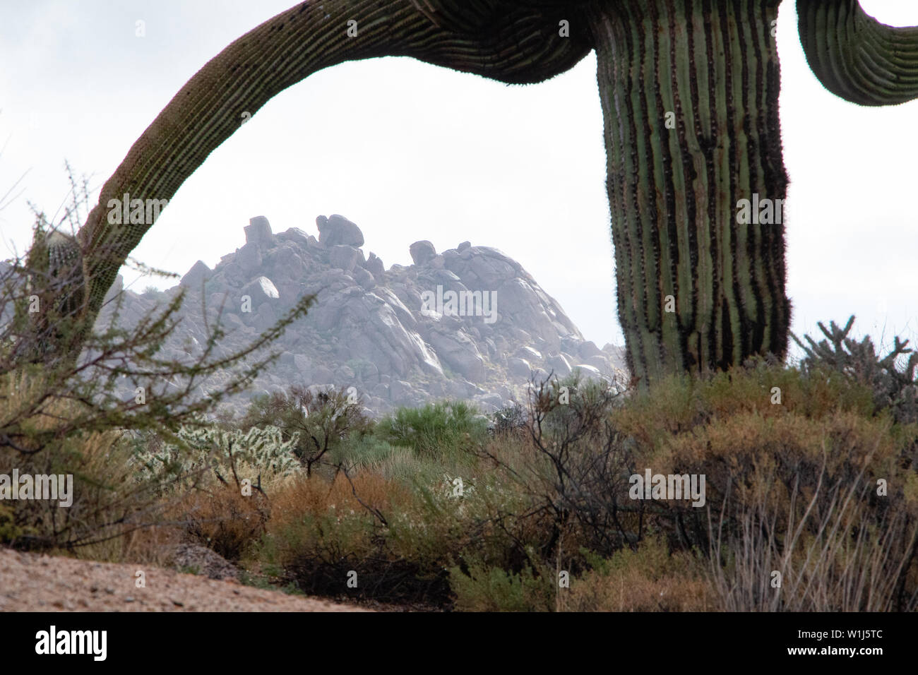 Saguaro and mountain in the Arizona mist Stock Photo - Alamy