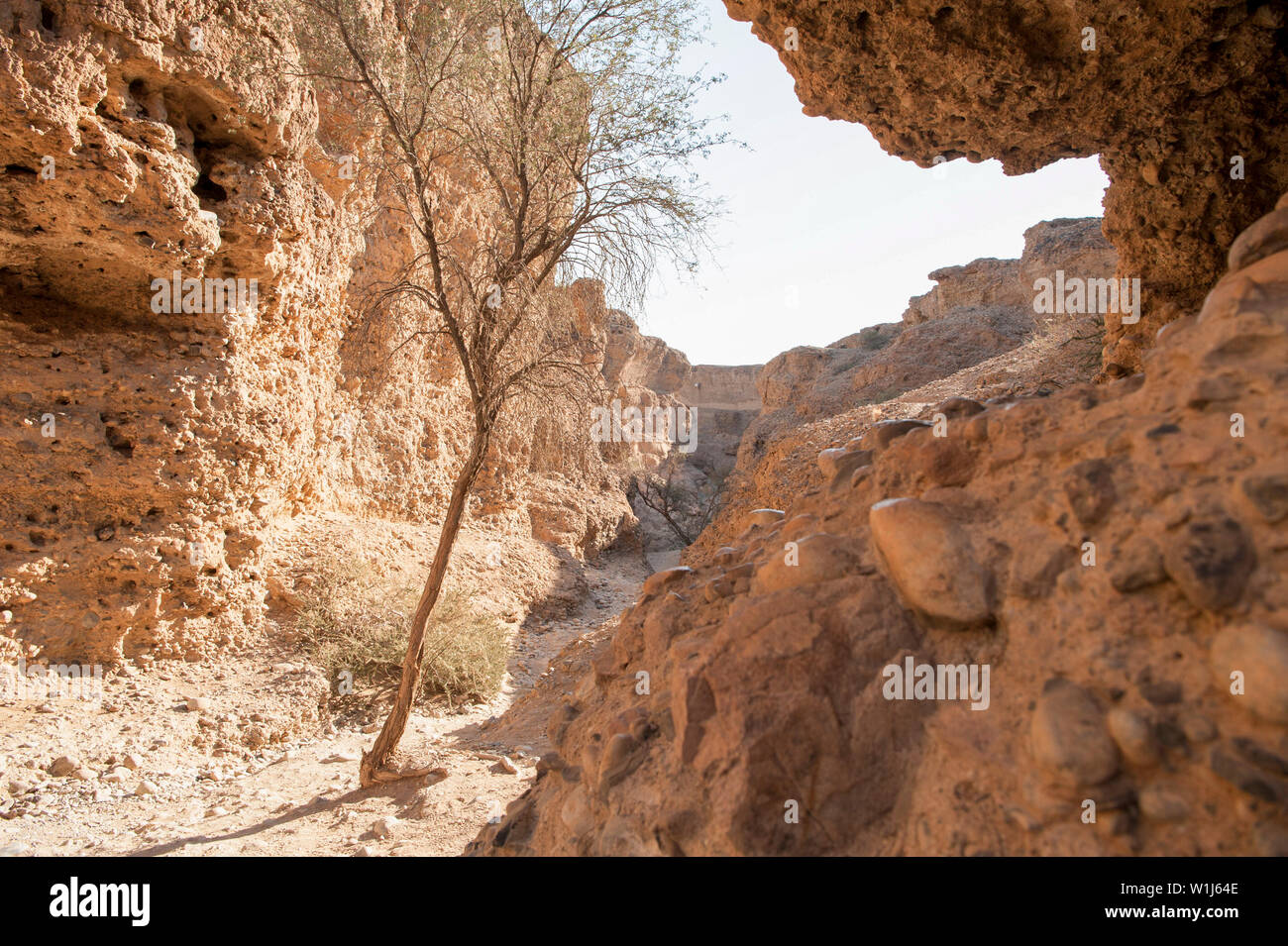 Desert landscape of a dry ravine, Namib-Naukluft National Park, Namibia ...