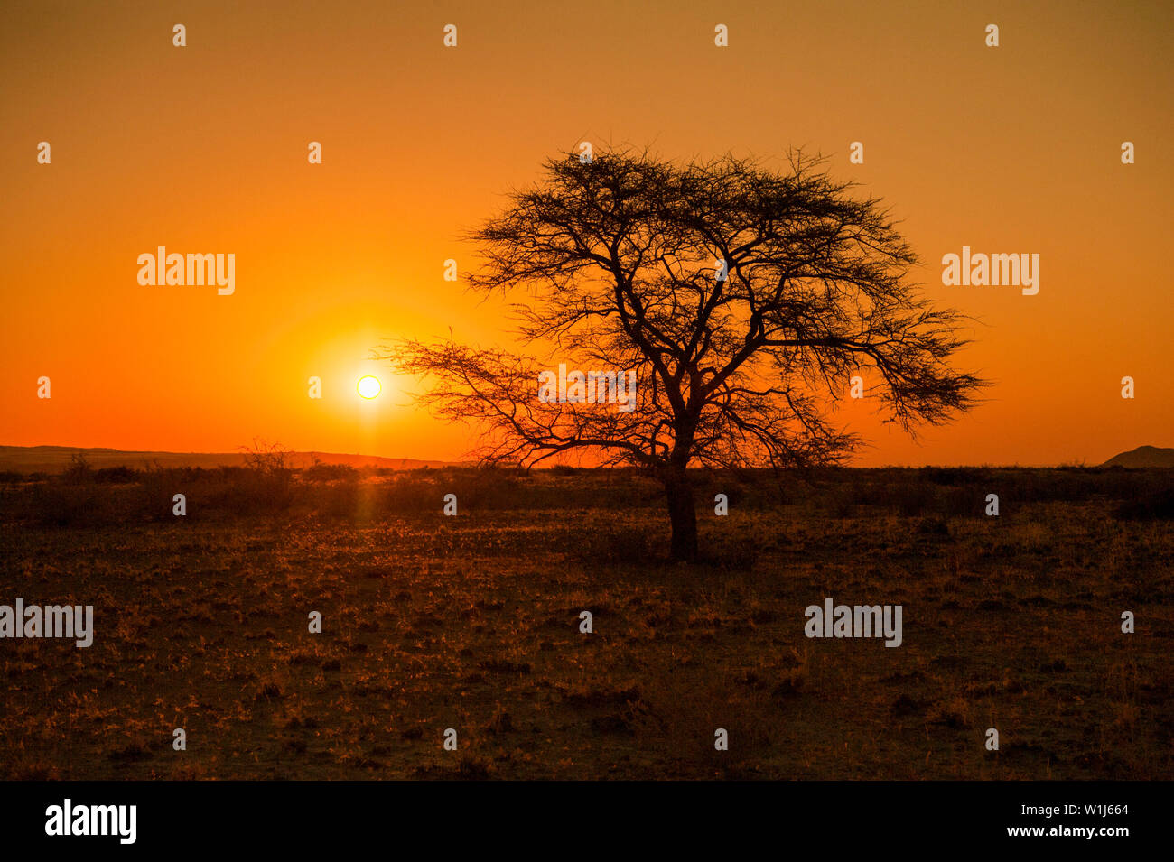 Camel Thorn Acacia tree (acacia erioloba) at sunset alongside a dune in ...
