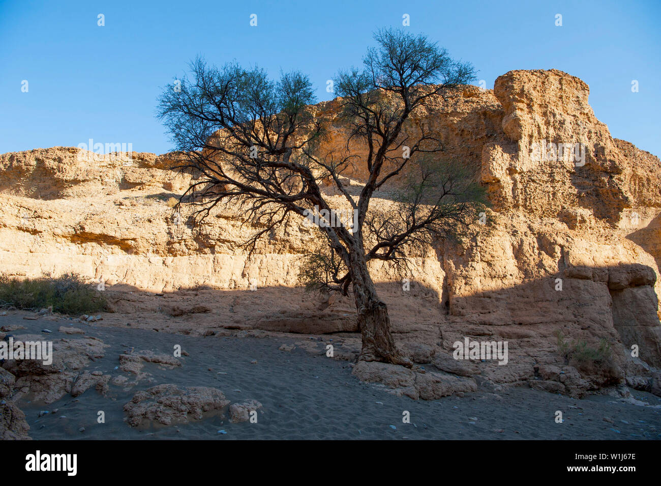 Camel Thorn Acacia tree (acacia erioloba) Namib-Naukluft National Park ...