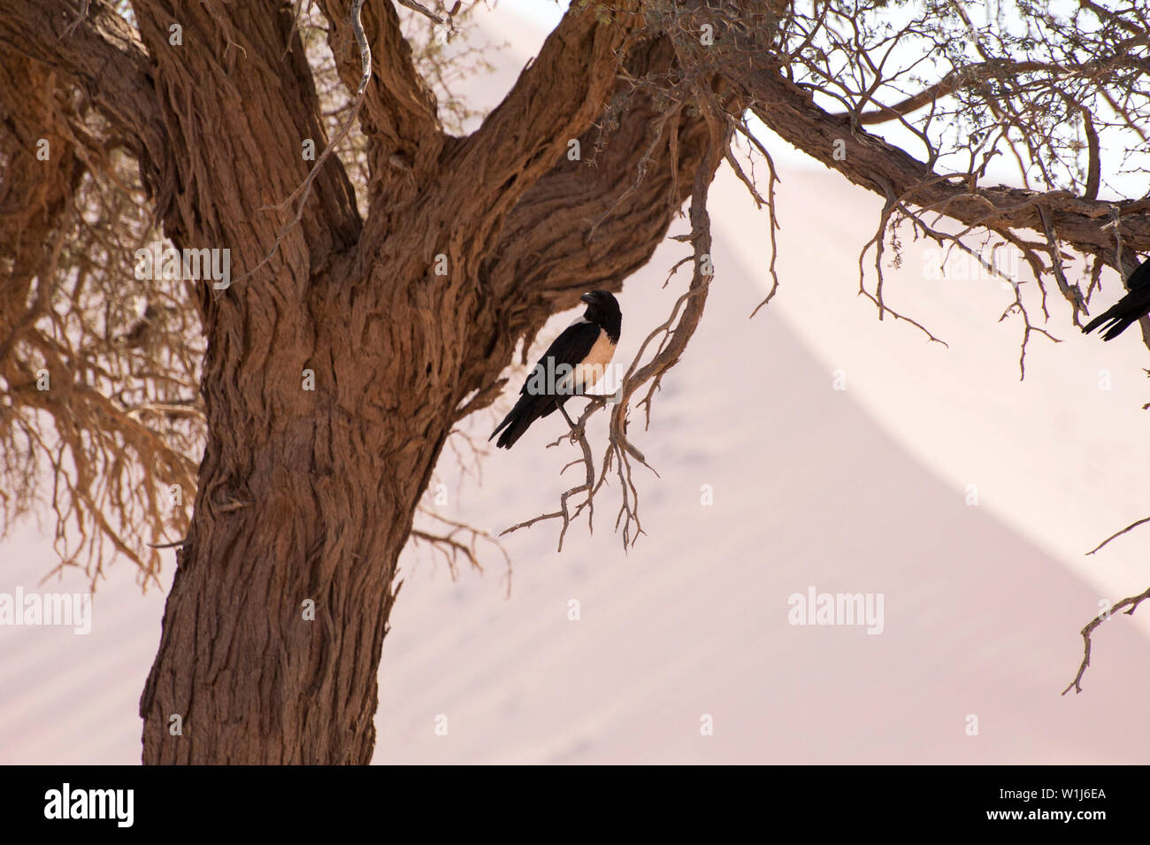 Raven tree insects hi-res stock photography and images - Alamy