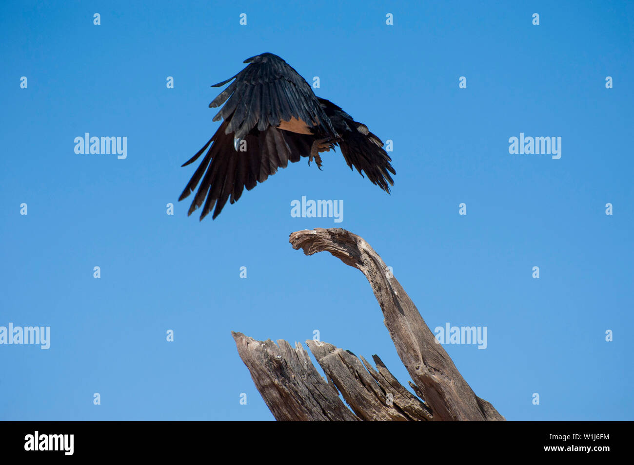 Raven tree insects hi-res stock photography and images - Alamy