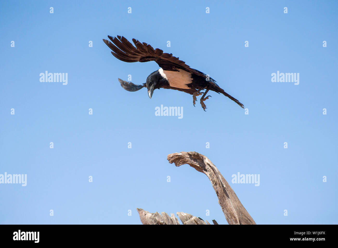Raven tree insects hi-res stock photography and images - Alamy