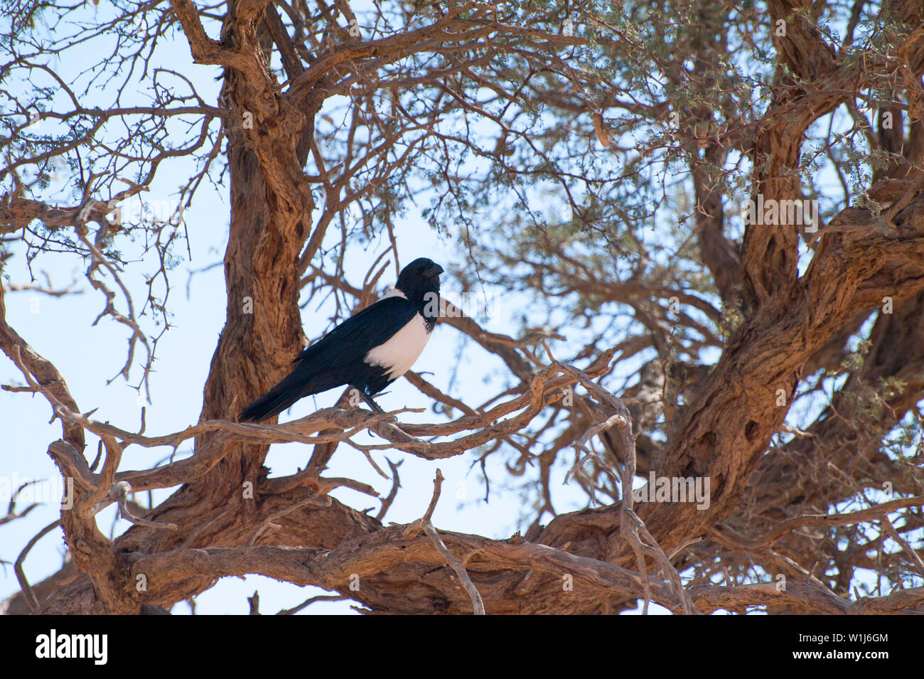 Crows eggs hi-res stock photography and images - Alamy