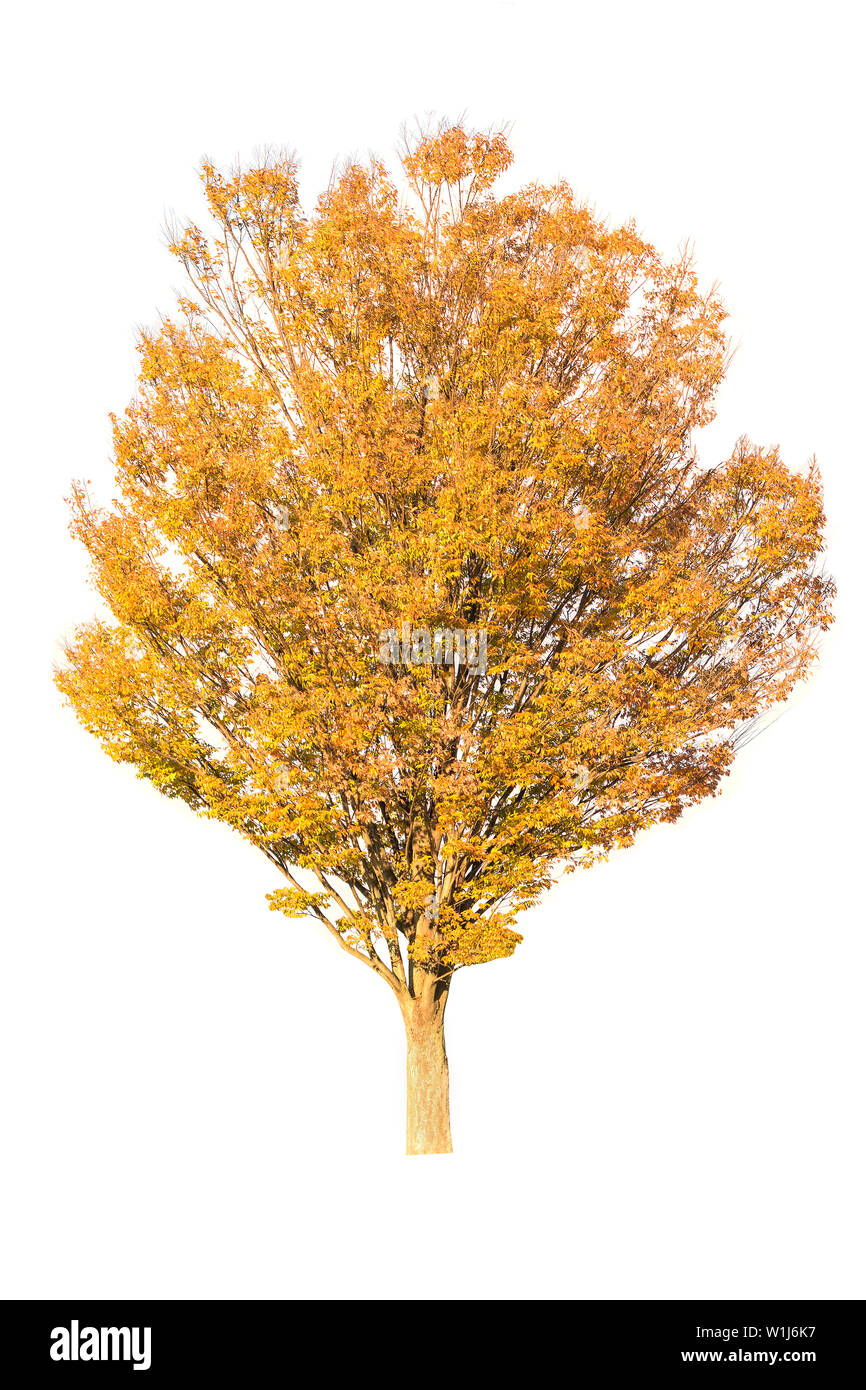 autumn tree isolated on white background Stock Photo - Alamy