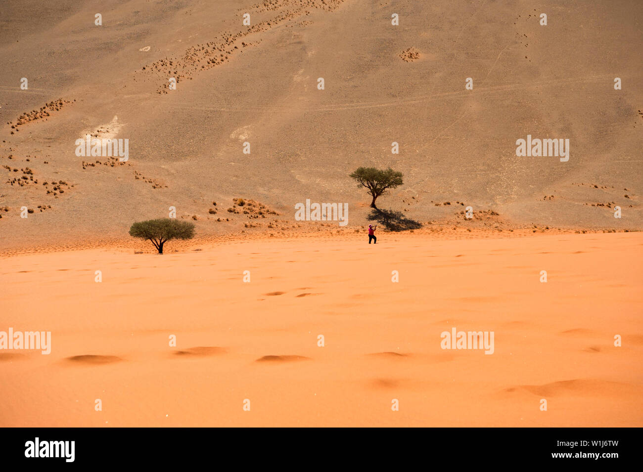 Camel Thorn Acacia tree (acacia erioloba) alongside a dune in ...