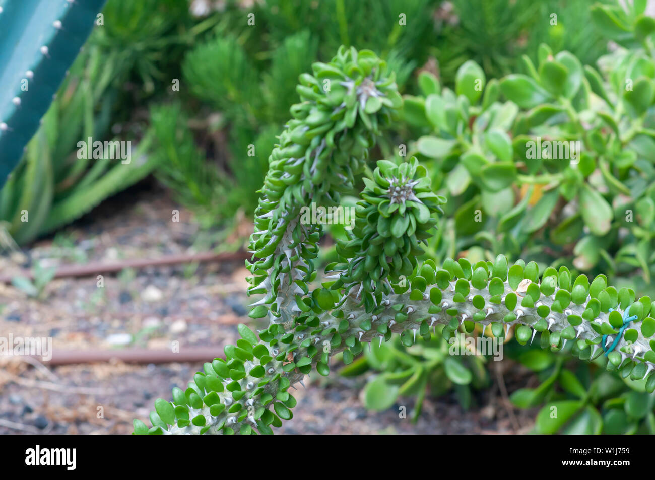Alluaudia procera, or Madagascar ocotillo, is a deciduous succulent ...