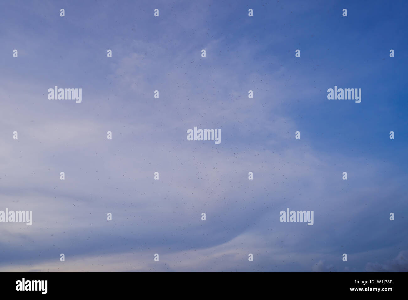 Gnat swarm hi-res stock photography and images - Alamy
