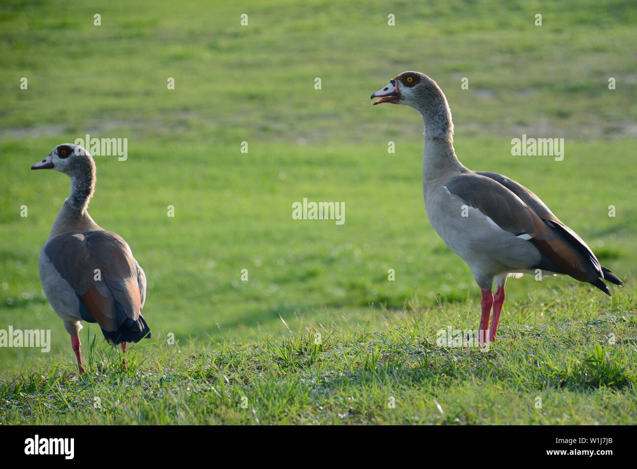 It’s a beautiful Duck in a afternoon with a grass and a beautiful sun ...