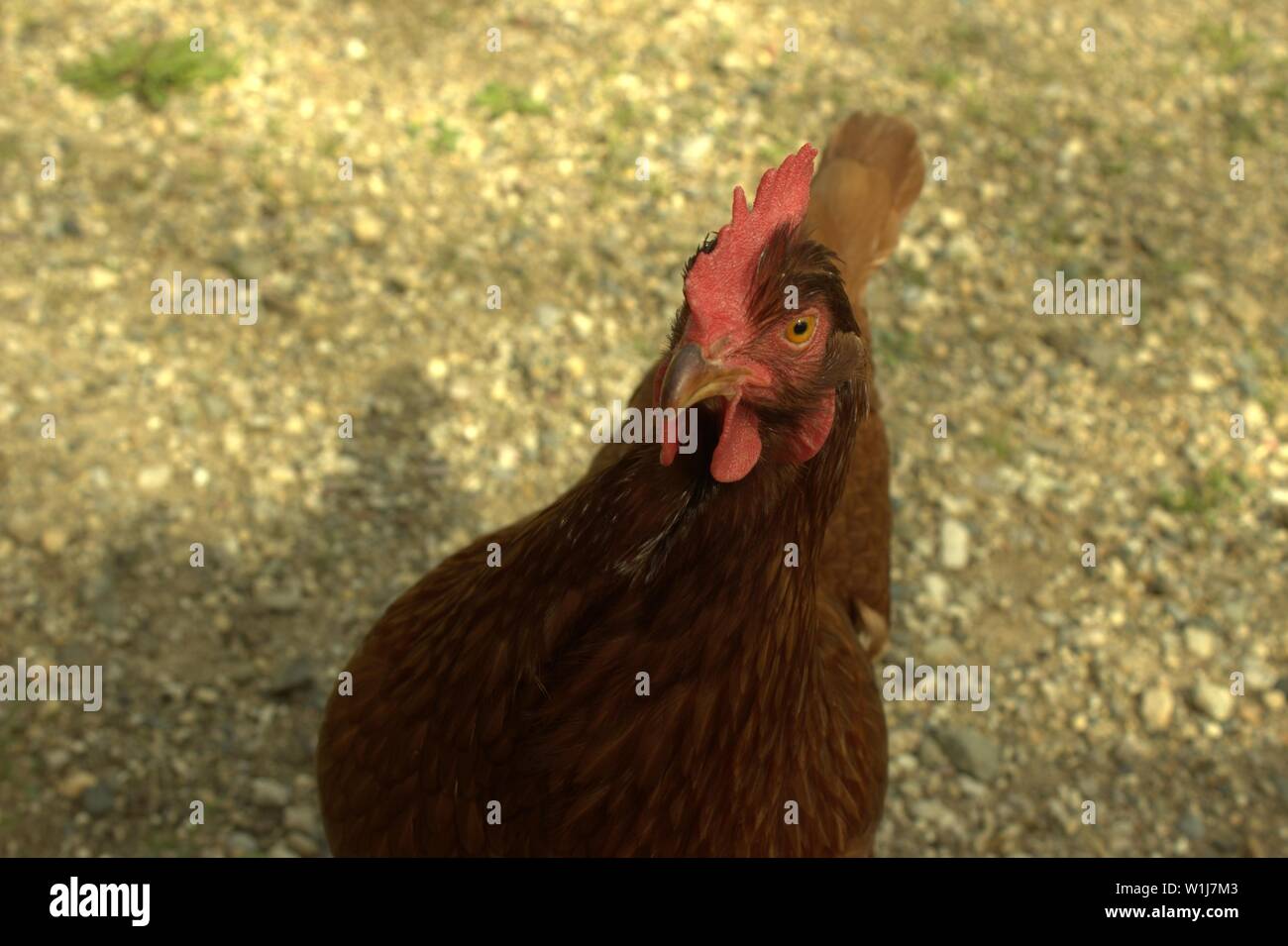 Rhode island red hen hi-res stock photography and images - Alamy