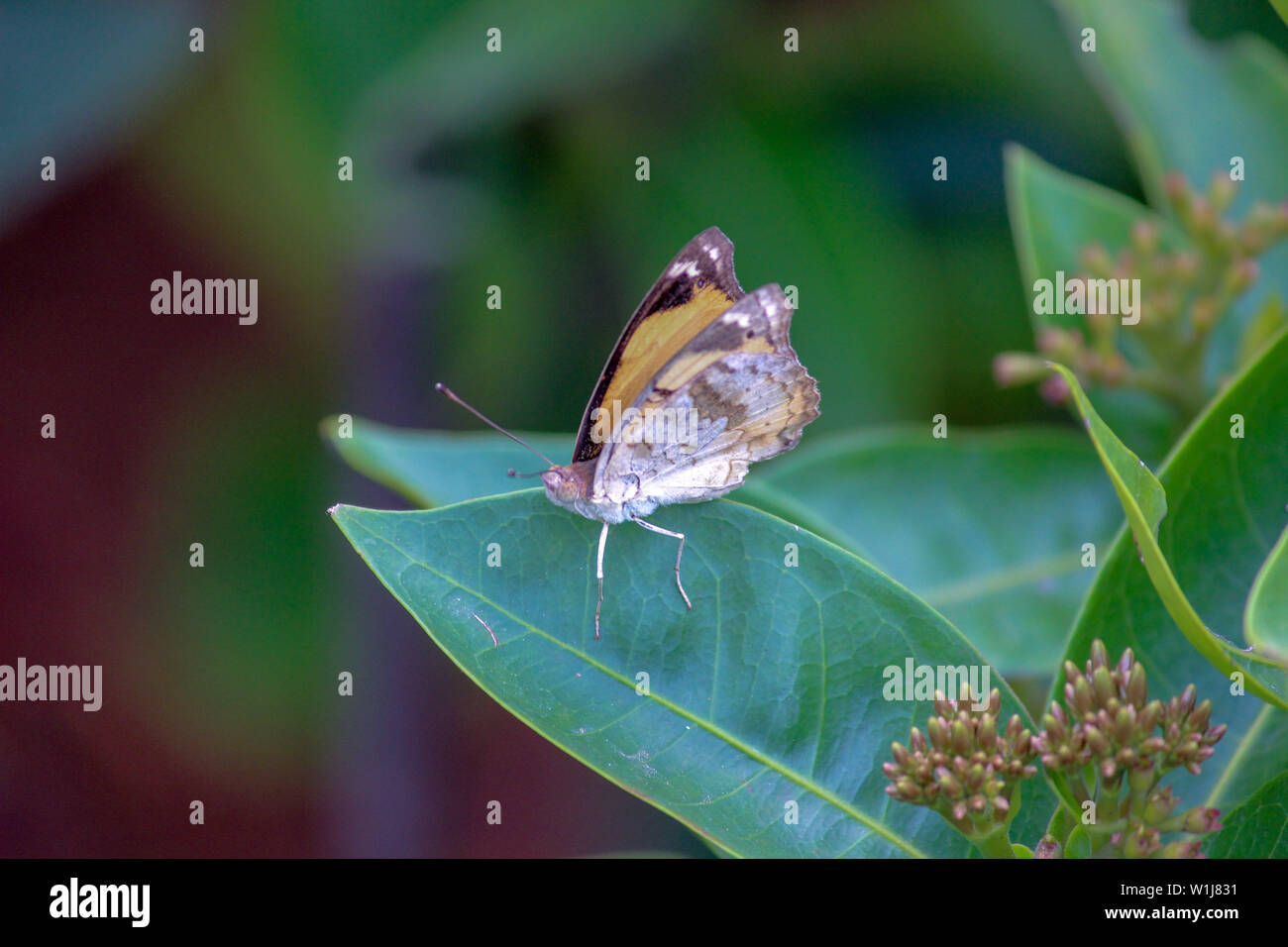 THE BUTTER FLY Stock Photo - Alamy