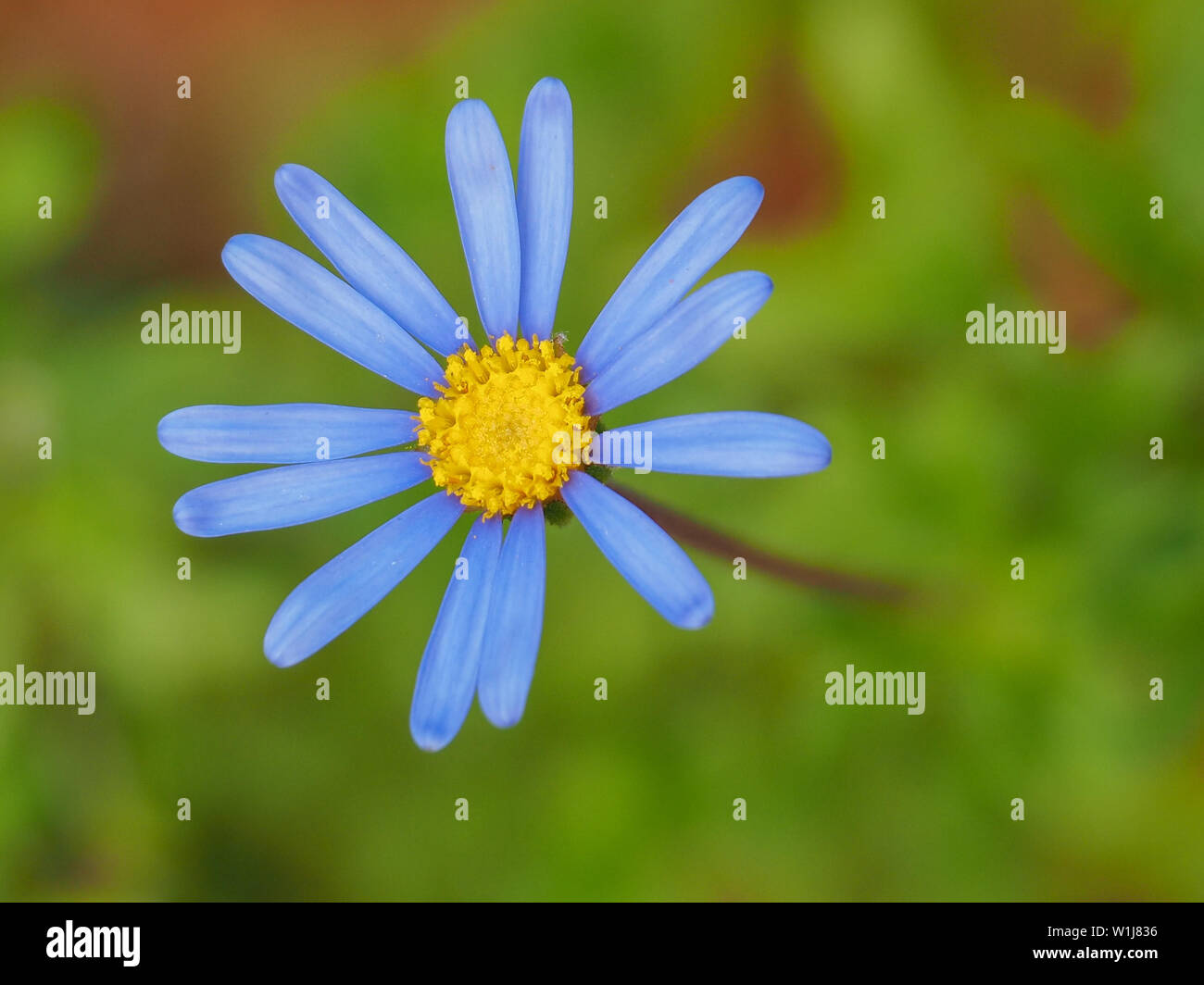 Flowers. Closeup of Blue Marguerite Daisy flower on natural blurred ...