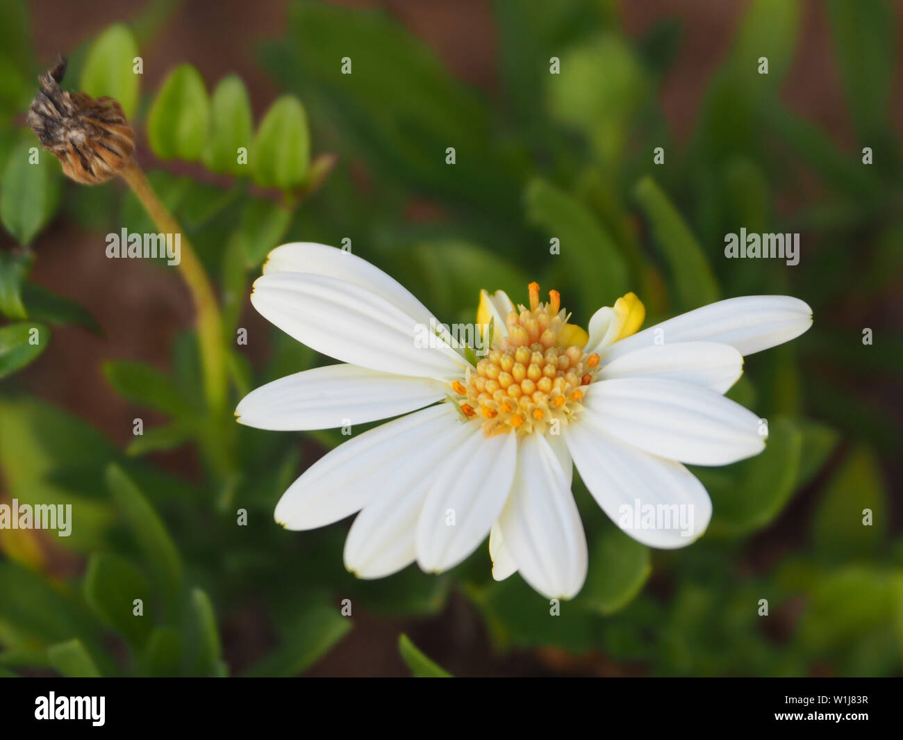 Daisy screensaver hi-res stock photography and images - Alamy
