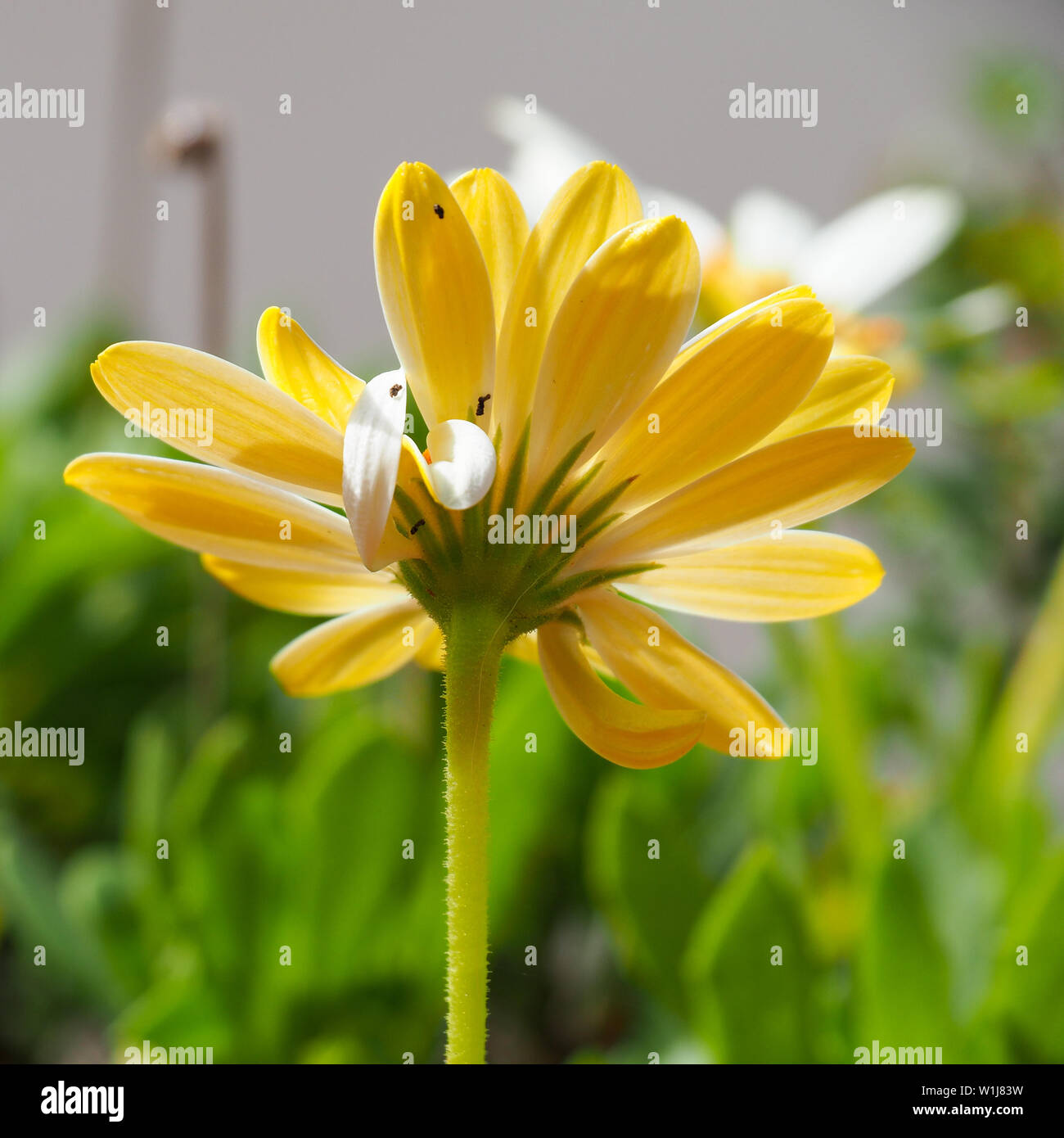 Pretty flowers growing, Beautiful Yellow Daisy flower, one petal curled ...