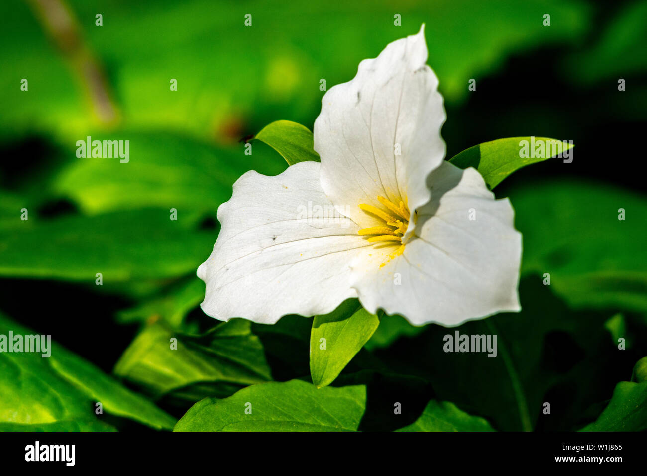 The state flower of indiana hi-res stock photography and images - Alamy