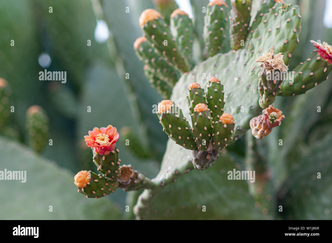Red flowers of an Opuntia cactus , commonly called prickly pear, is a ...
