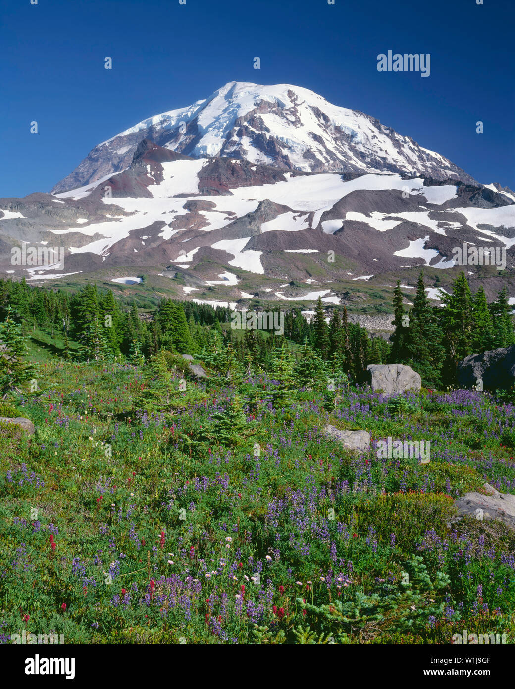 USA, Washington, Mt. Rainier National Park, Northwest side of Mt ...